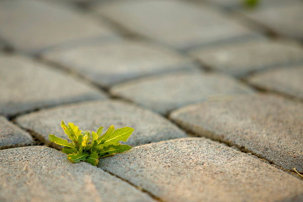 How To Remove Weeds From Your Driveway Or Patio